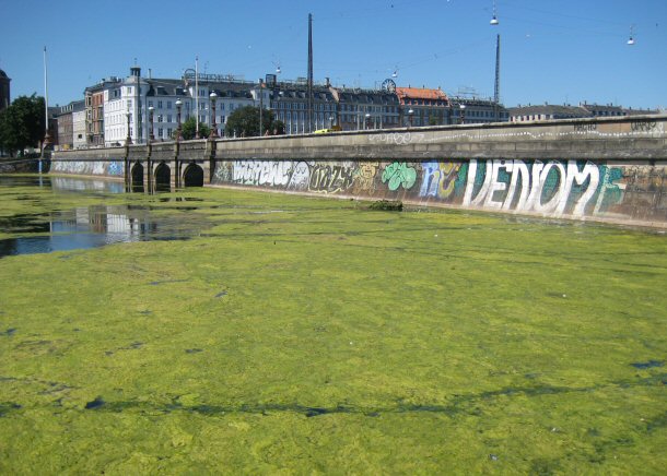 Søerne skal mejes | Magasinet KBH