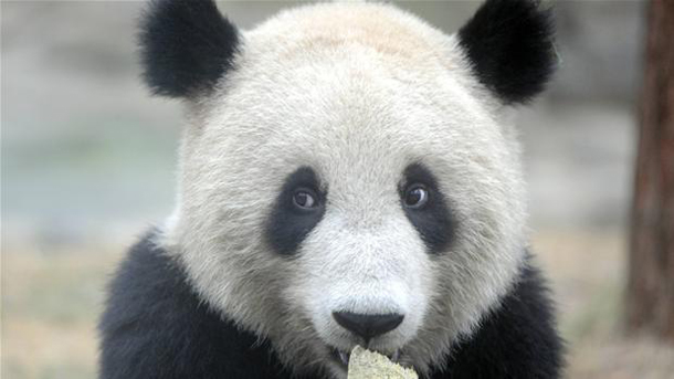 Panda på Valby Bakke | Magasinet KBH